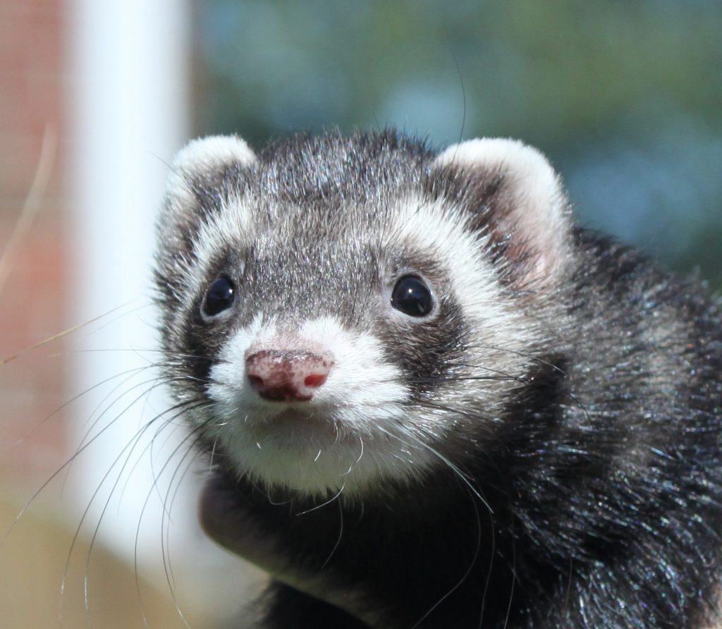 WMAFO – Washington Metropolitan Area Ferret Outreach