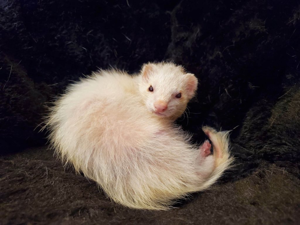 WMAFO – Washington Metropolitan Area Ferret Outreach