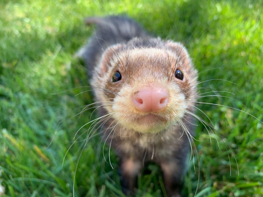 WMAFO – Washington Metropolitan Area Ferret Outreach